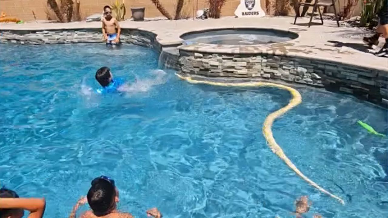 Python im Pool: Würgeschlange löst Panik bei Kindergeburtstag aus