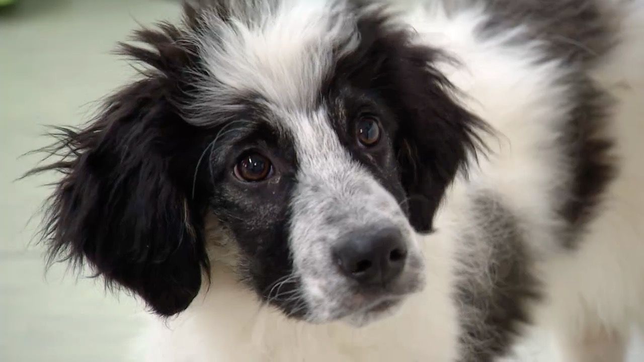 Video: Schockierender Fund im Berchtesgadener Land: Hunde im Wald ...